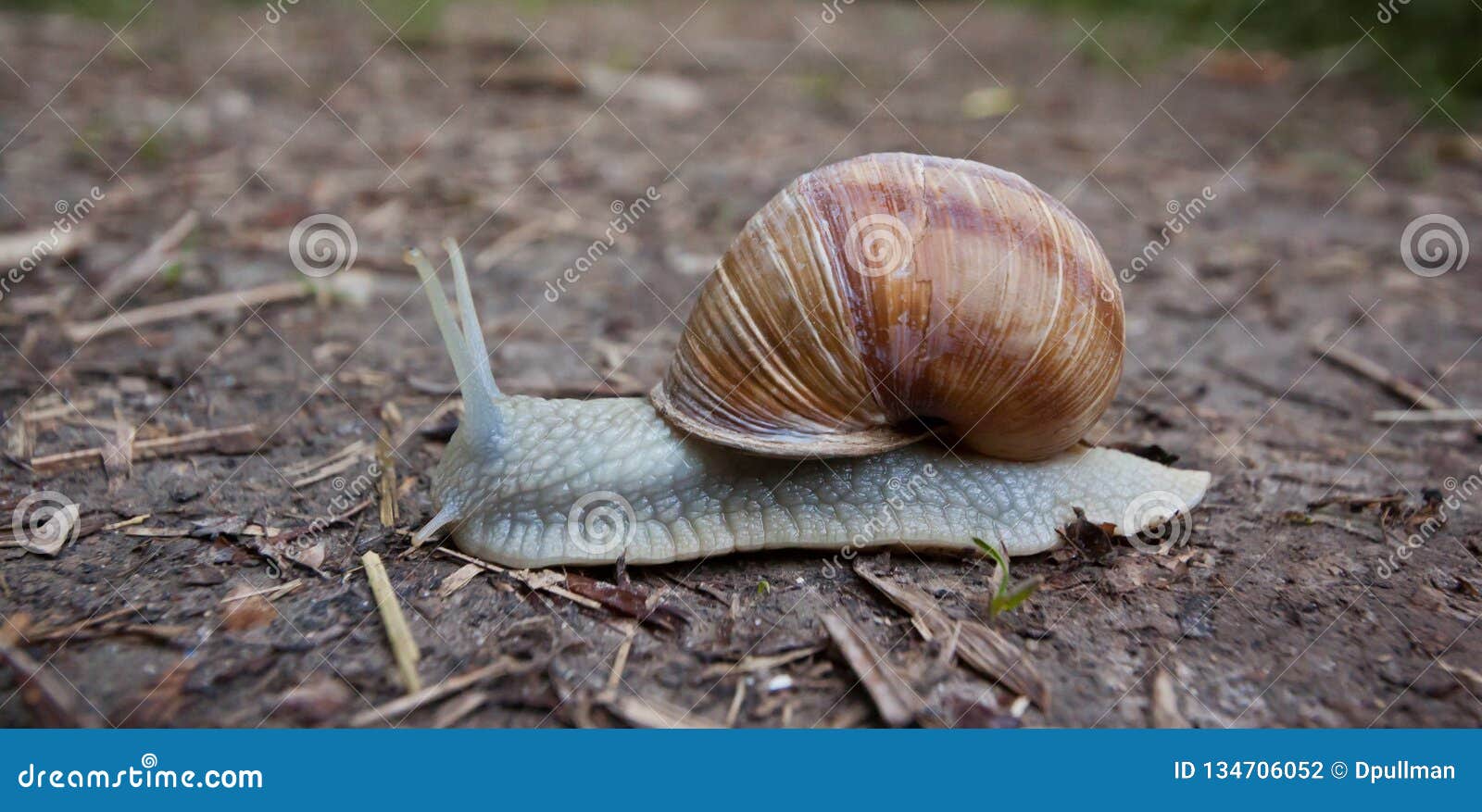Snail on path stock photo. Image of slug, nature, mollusc - 134706052