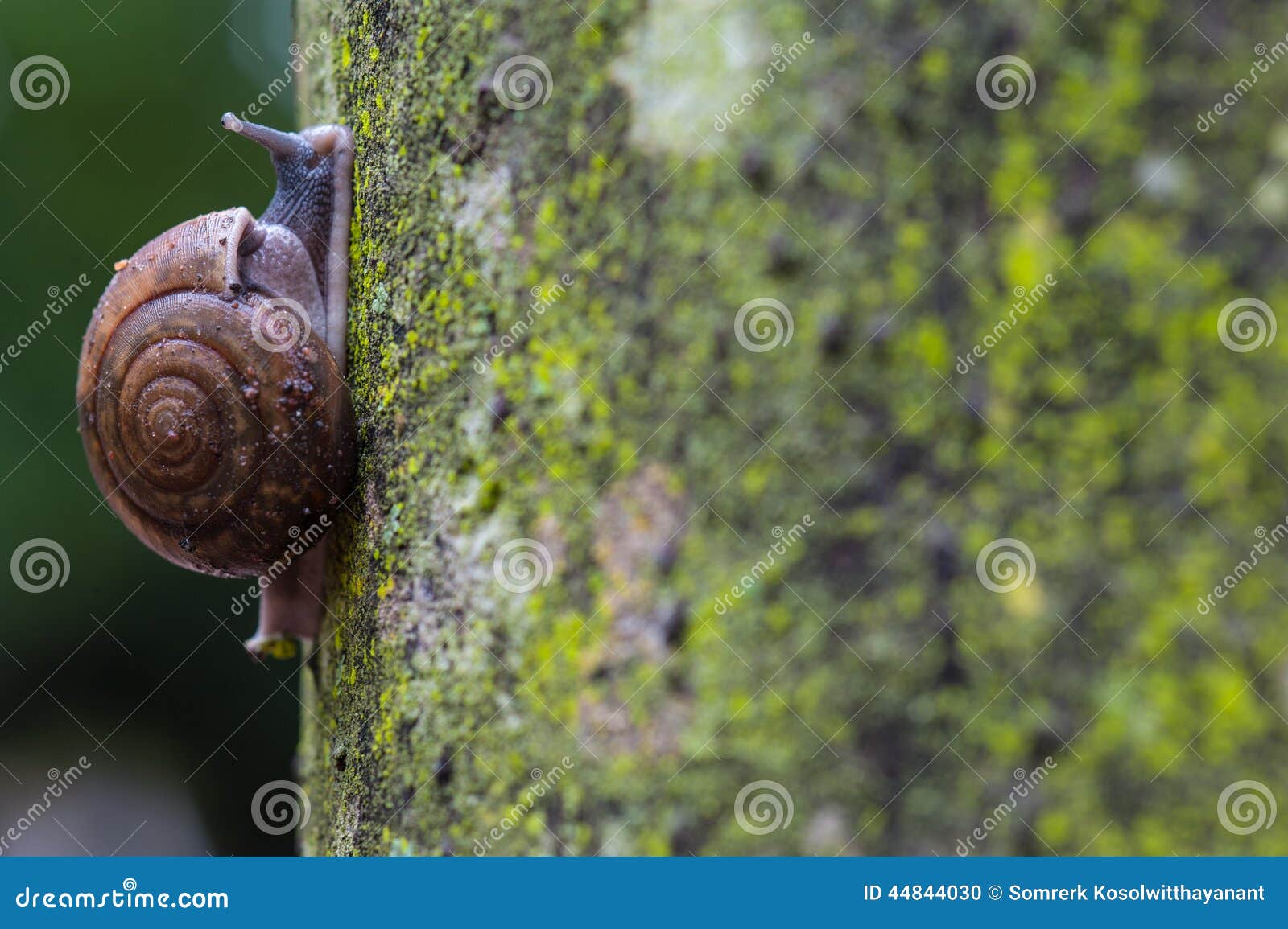 Snail craw. stock photo. Image of running, quiet, animal - 44844030