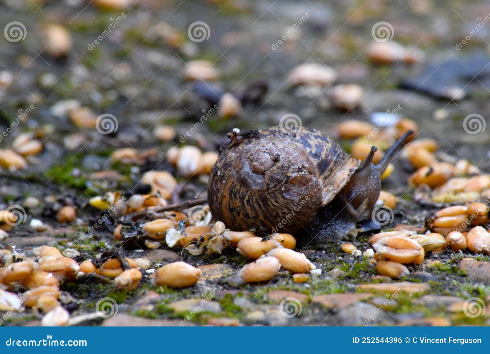 Tiny Snails Crawl Crossing stock photo. Image of shell - 252544396