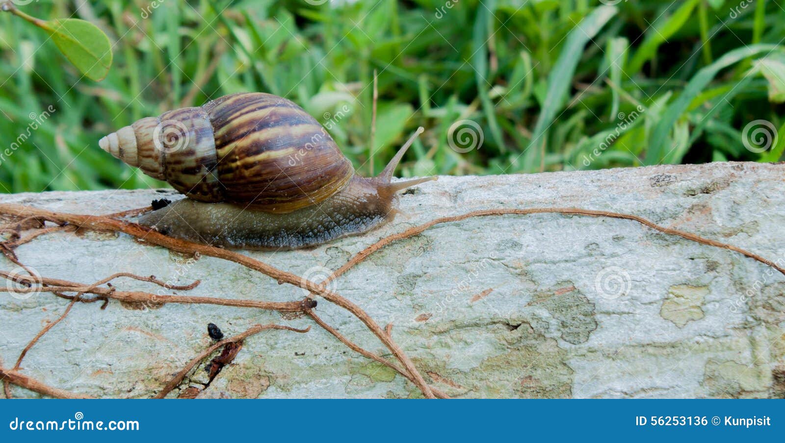 Snail stock photo. Image of spiral, helix, antenna, white - 56253136