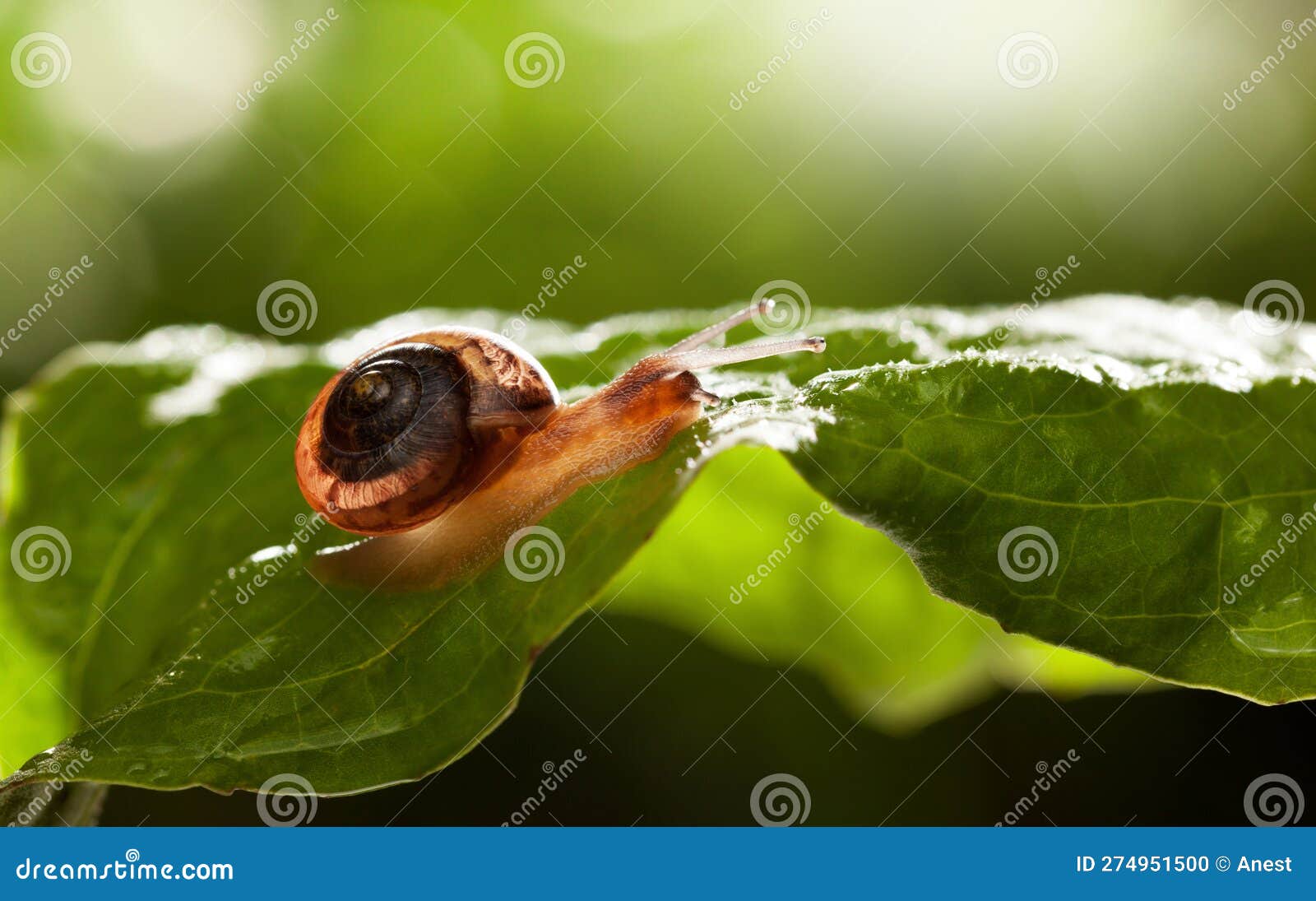 Snail Crawl Over Grass Leaf Stock Photo - Image of spring, environment ...
