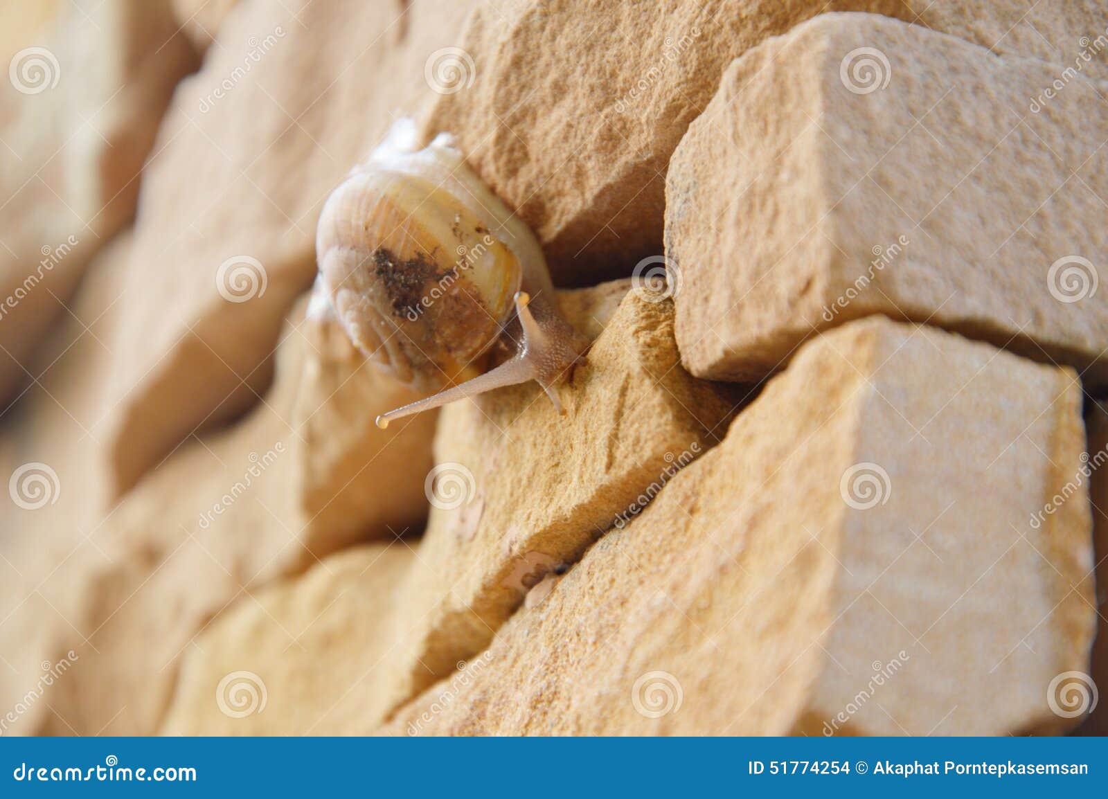 Snail Crawl Slowly on the Wall Stock Photo - Image of climb, animal ...