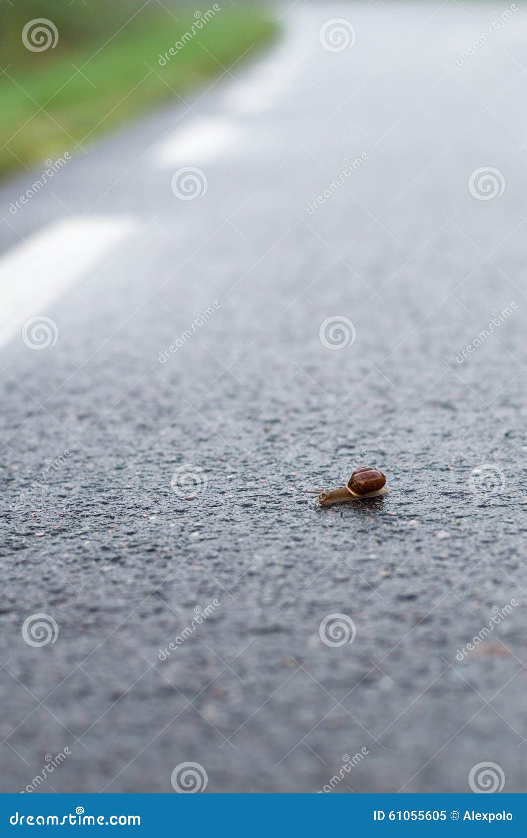 Snail Crawl on Wet Asphalt Road Stock Image - Image of adventure ...