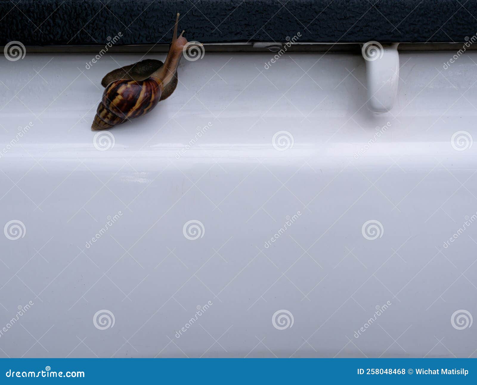 Snail Crawled Up on the Truck Stock Photo - Image of creature ...