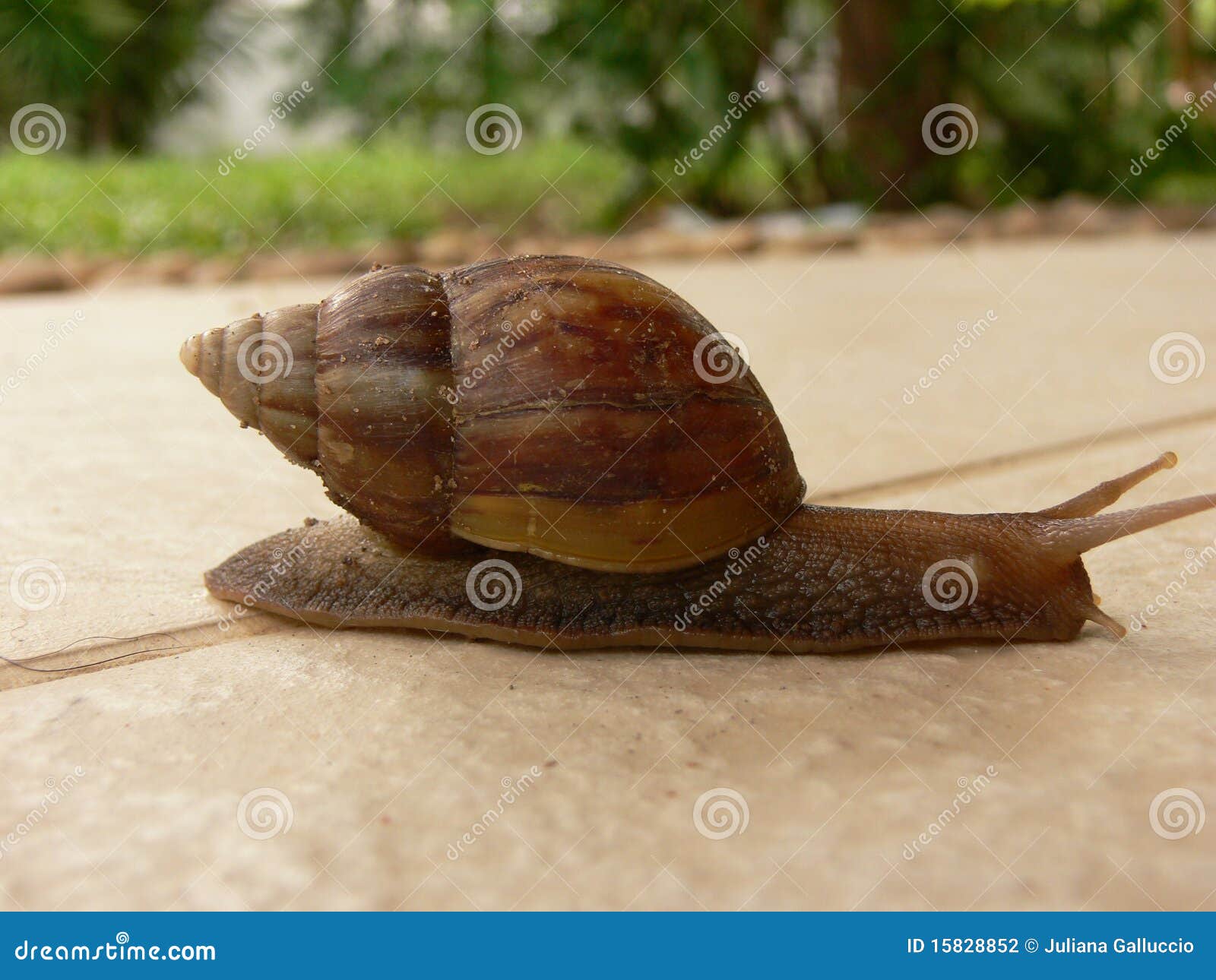 Snail crawling stock photo. Image of insect, house, small - 15828852