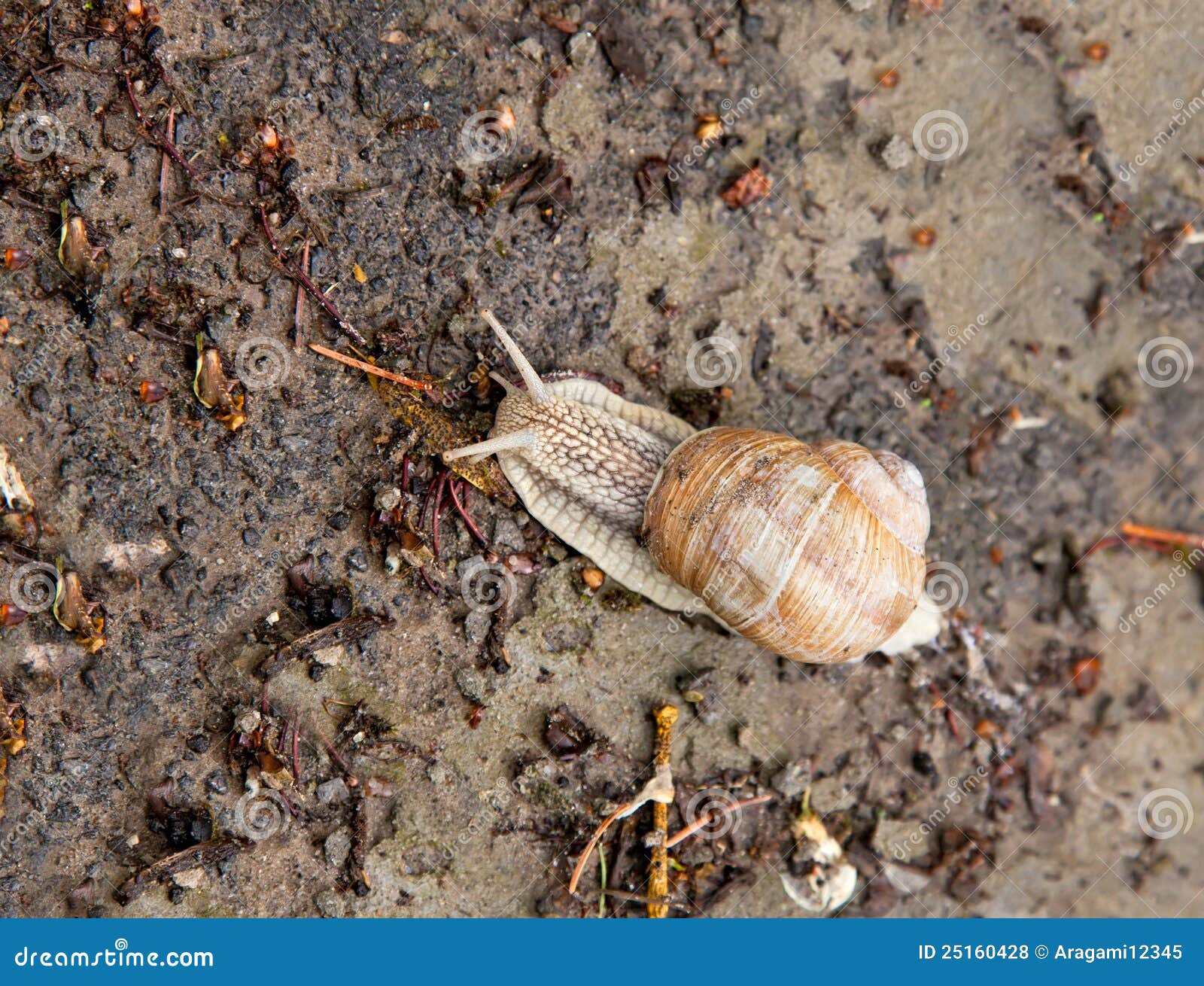 Snail crawling stock photo. Image of slime, crawl, plant - 25160428