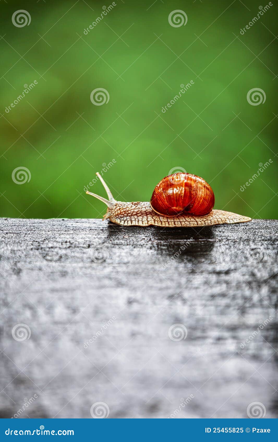 Snail crawling stock image. Image of mollusc, slither - 25455825