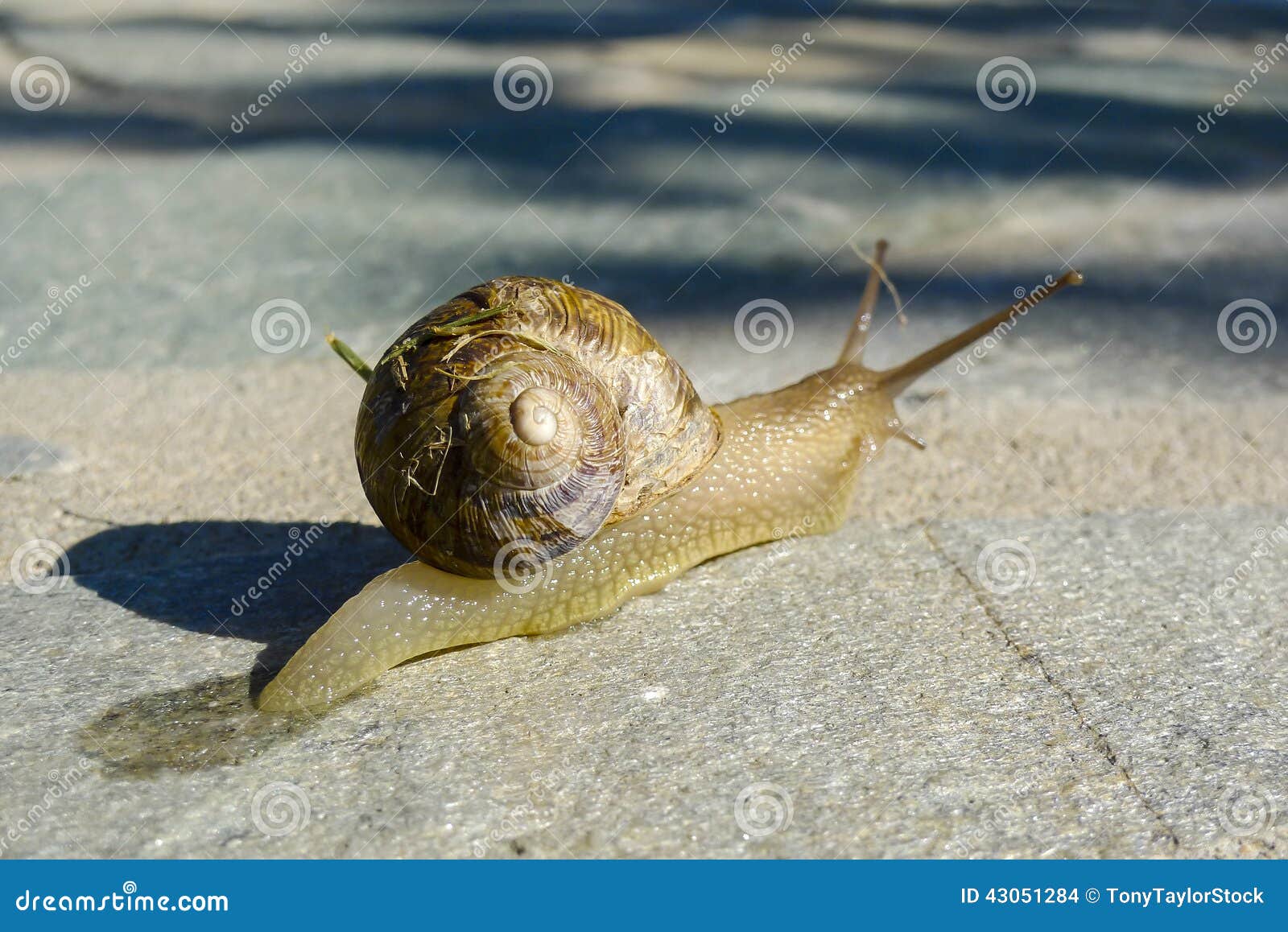 Snail crawling stock photo. Image of edible, mucus, pavement - 43051284