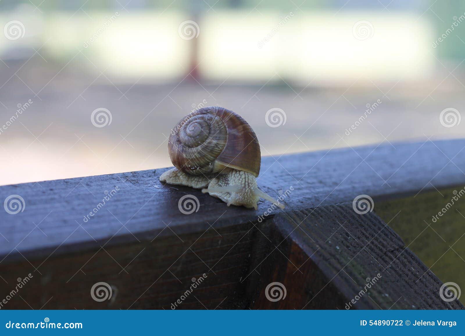 Snail stock photo. Image of nature, details, bench, slow - 54890722