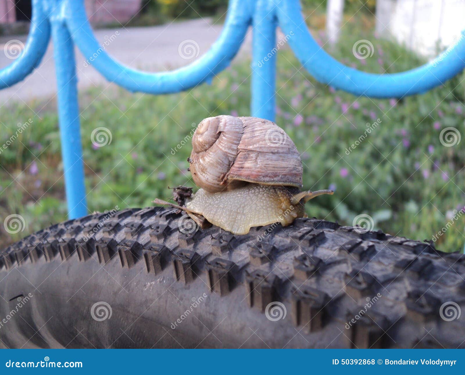 Snail stock photo. Image of bike, alone, hike, lawn, mountain - 50392868
