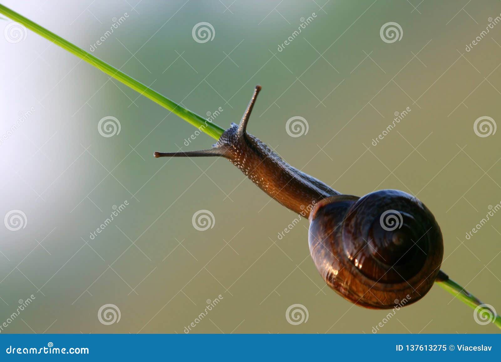 Snail Crawling on a Blade of Grass. Stock Image - Image of nature ...