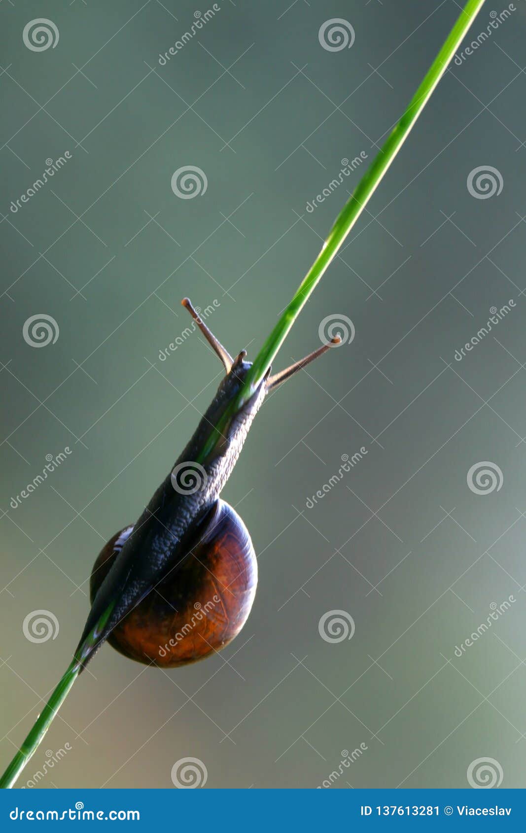 Snail Crawling on a Blade of Grass. Stock Image - Image of closeup ...