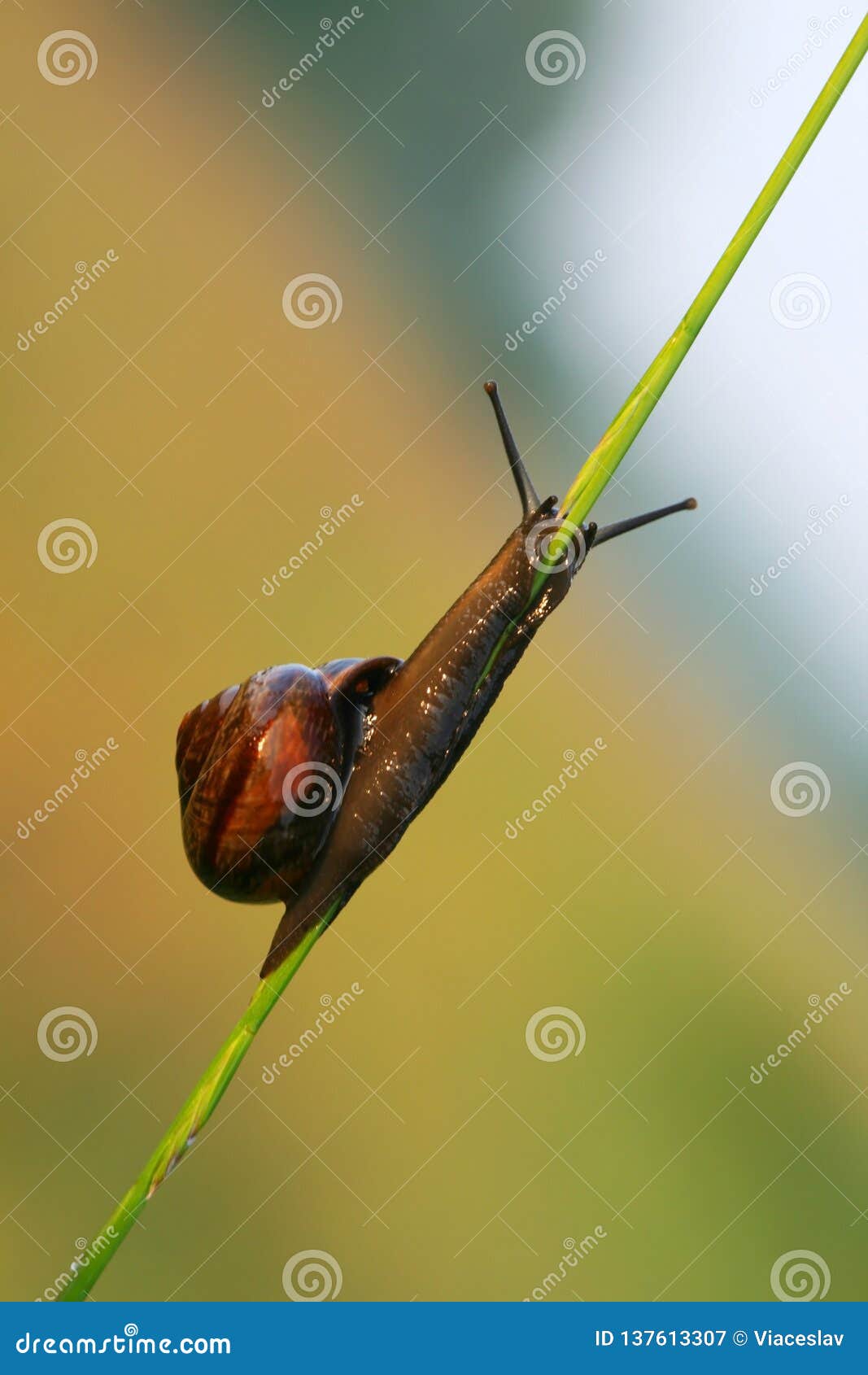 Snail Crawling on a Blade of Grass. Stock Image - Image of background ...