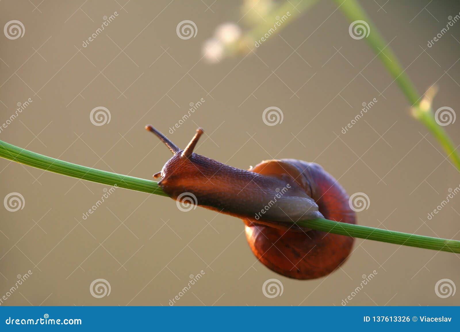 Snail Crawling on a Blade of Grass. Stock Photo - Image of natural ...
