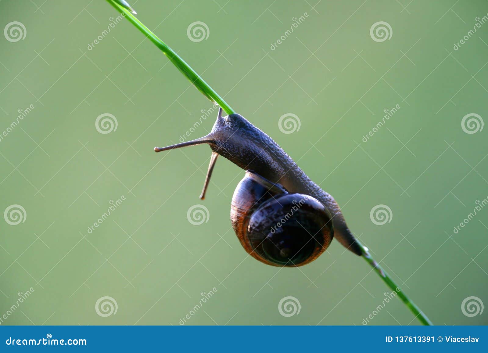 Snail Crawling on a Blade of Grass. Stock Image - Image of freshness ...
