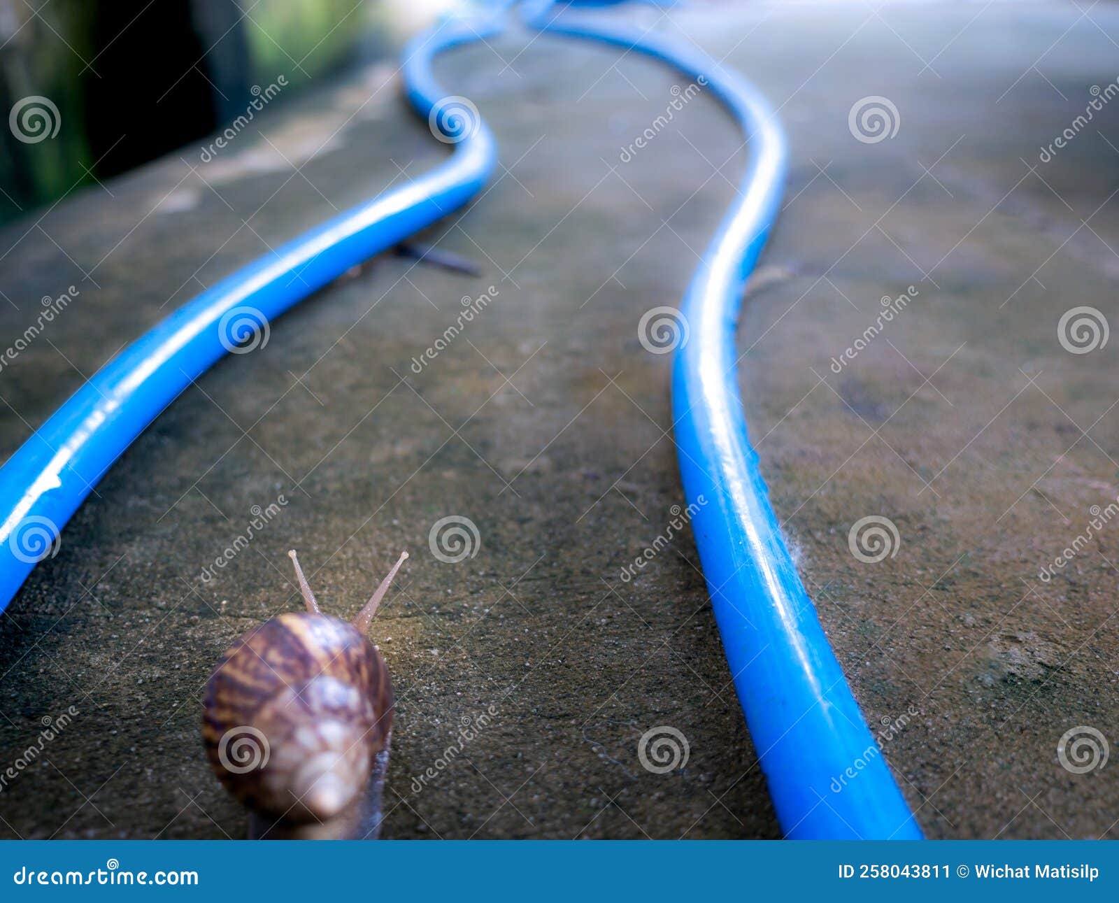 Snail Crawling on Blue Track Stock Image - Image of farm, blue: 258043811