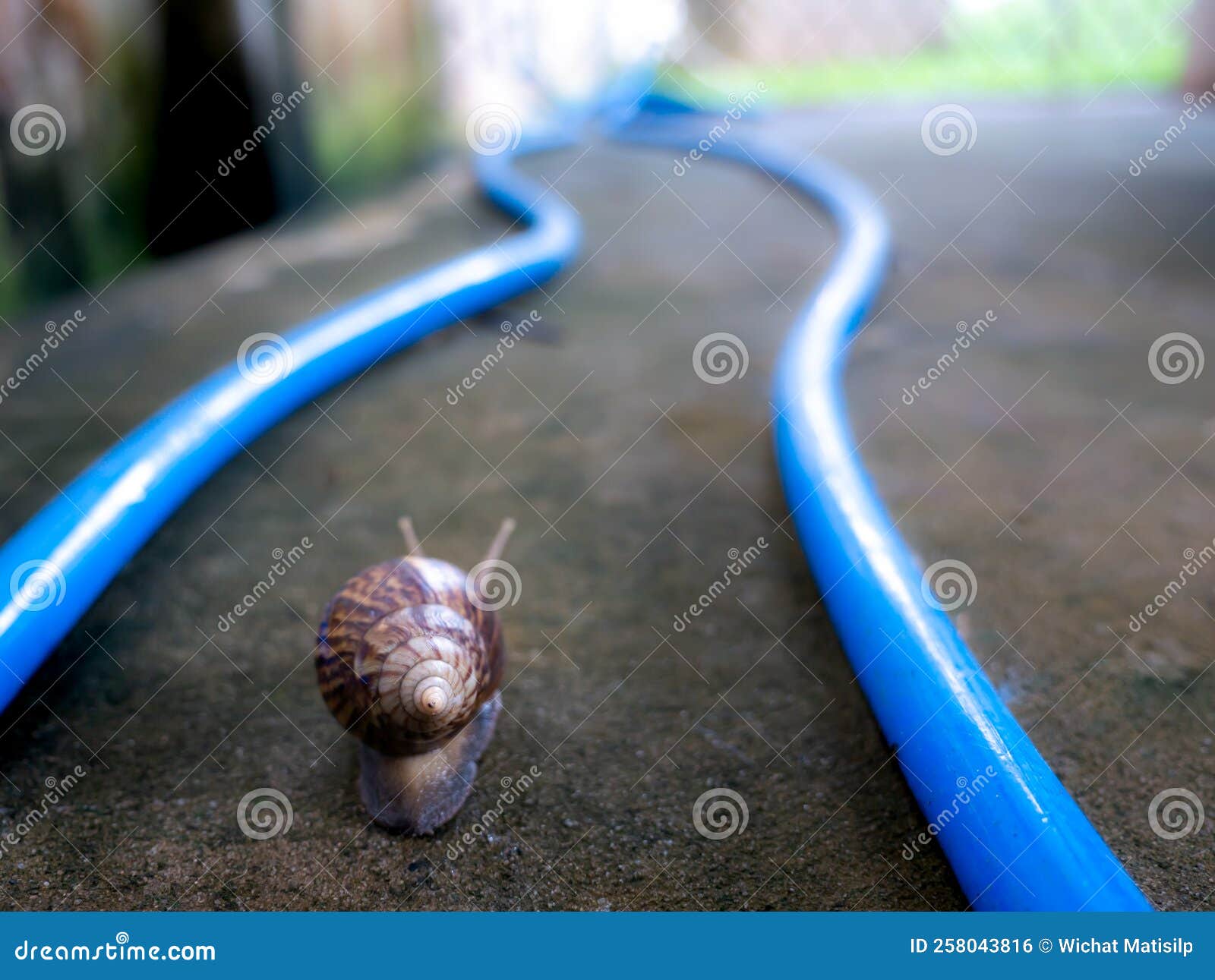 Snail Crawling on Blue Track Stock Photo - Image of closeup, healthy ...