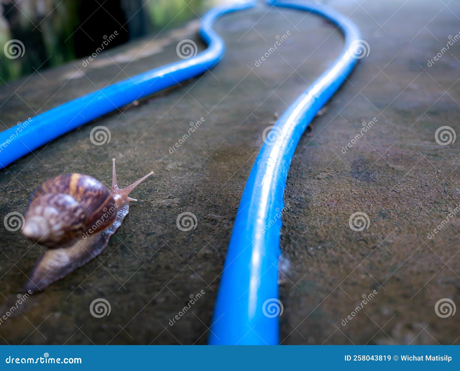 Snail Crawling on Blue Track Stock Image - Image of gastropod, common ...