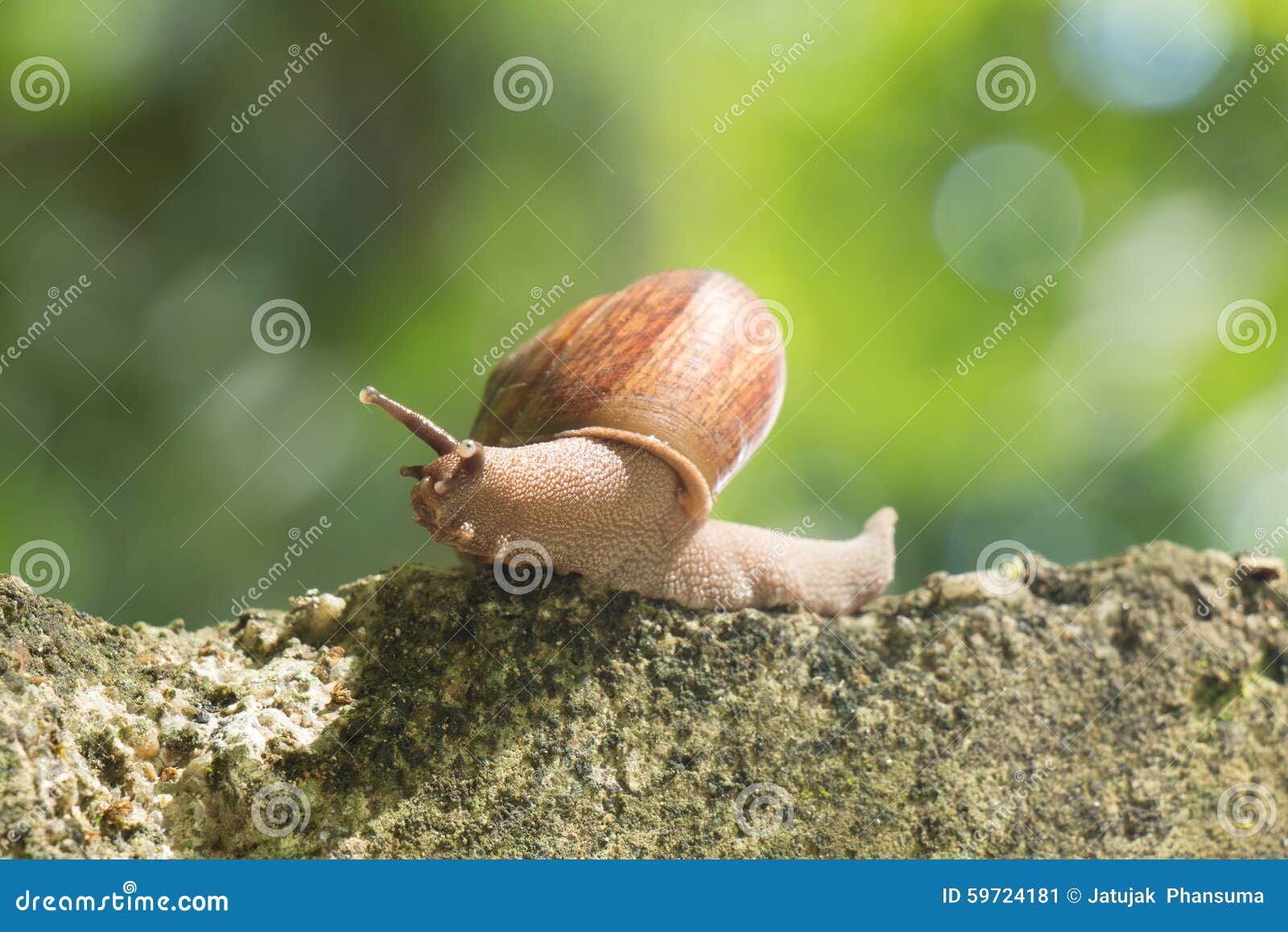 Snail crawling stock image. Image of background, mollusk - 59724181