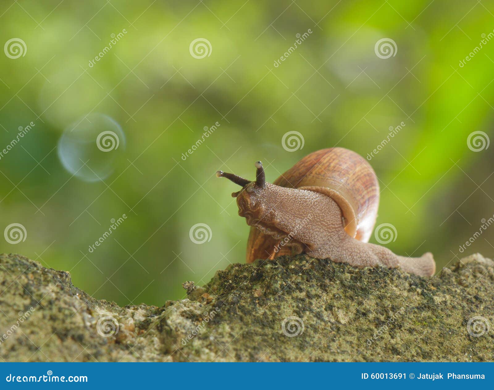 Snail crawling stock image. Image of insect, crawls, cute - 60013691