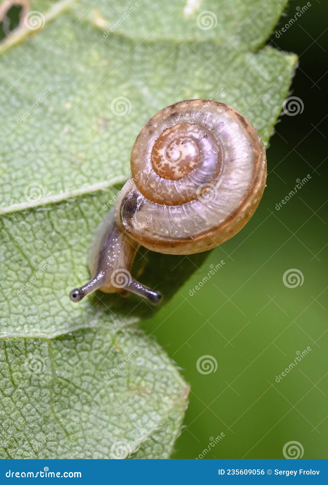 A Snail Crawling Down a Tree Leaf Stock Photo - Image of close, snail ...