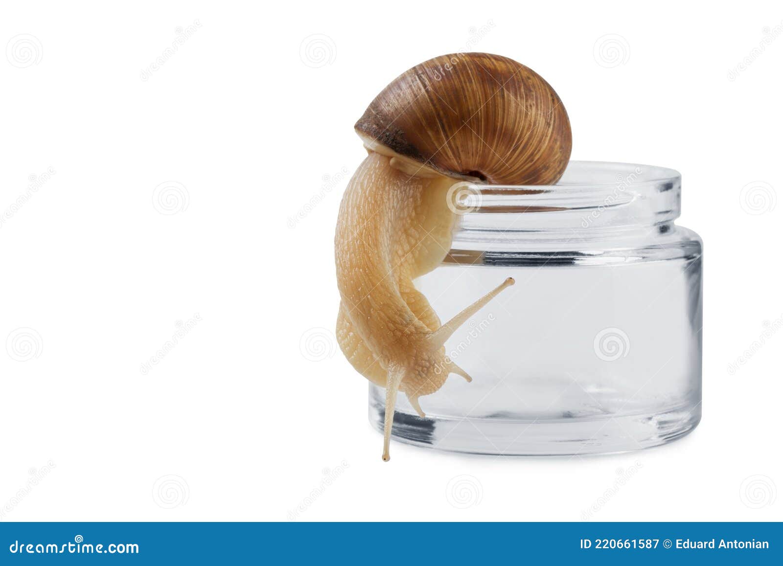 Snail Crawling on Empty Glass Jar, Cosmetology Concept, on White ...