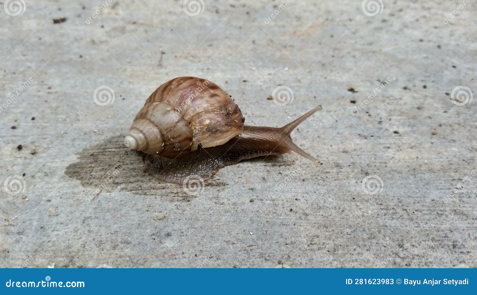 A Snail Crawling on the Floor Stock Image - Image of floor, crawling ...
