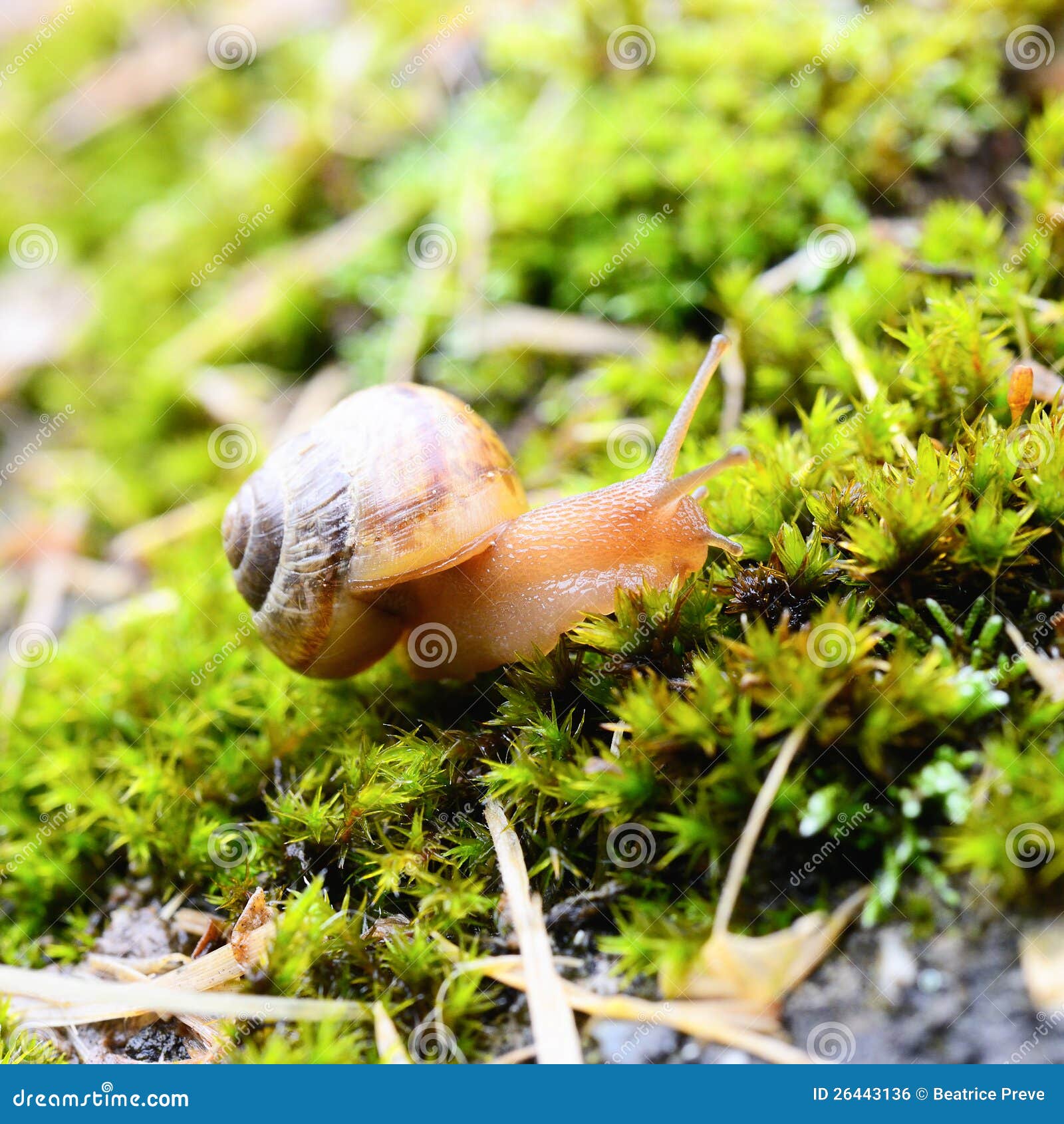 Snail Crawling through Grass Stock Photo - Image of garden, purity ...