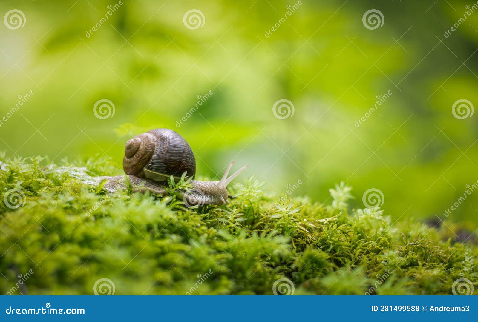 Snail Crawling on the Green Moss with Blurred Background Stock Photo ...