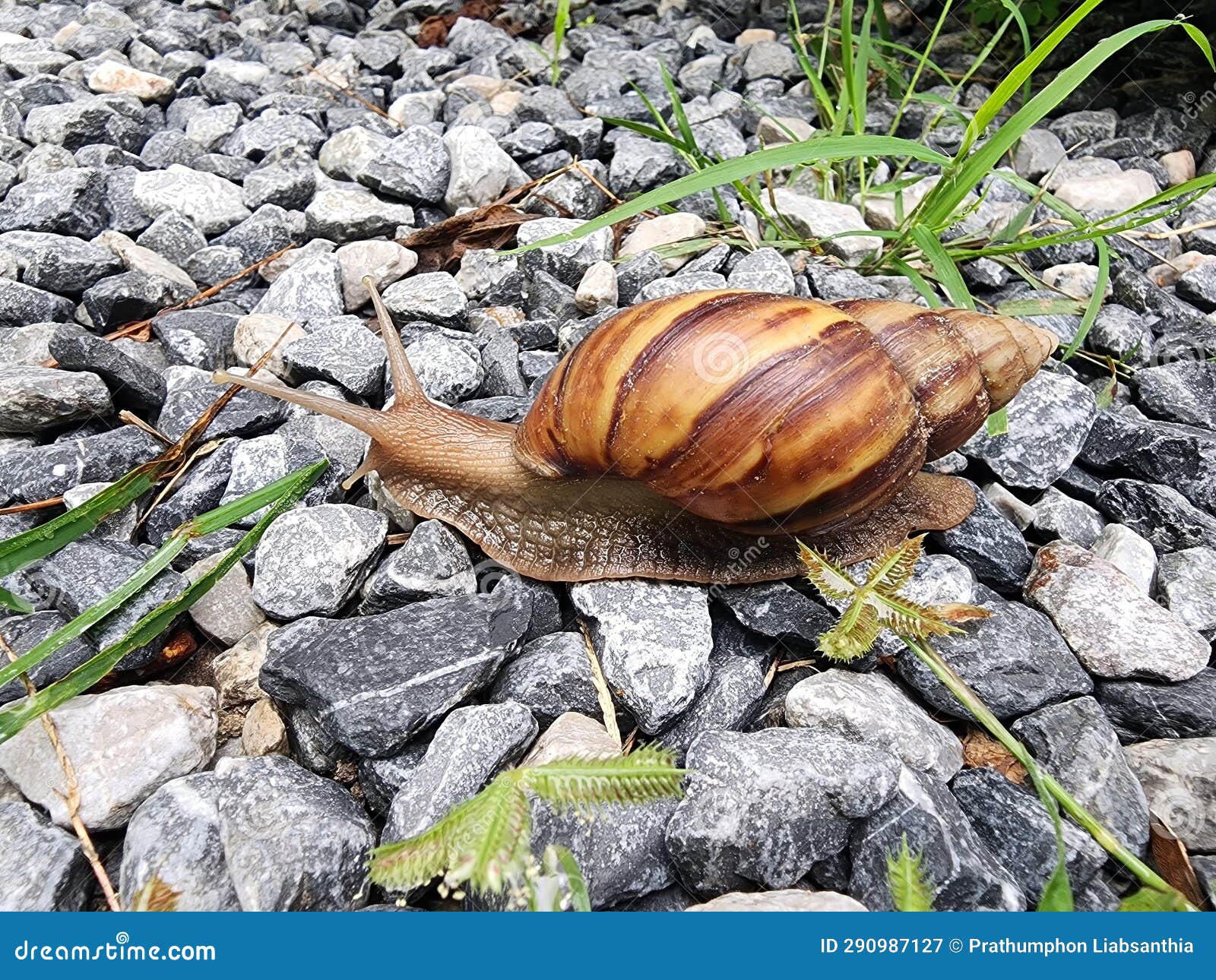 Snail Crawling on the Ground. Snail Crawling on the Ground Stock Image ...
