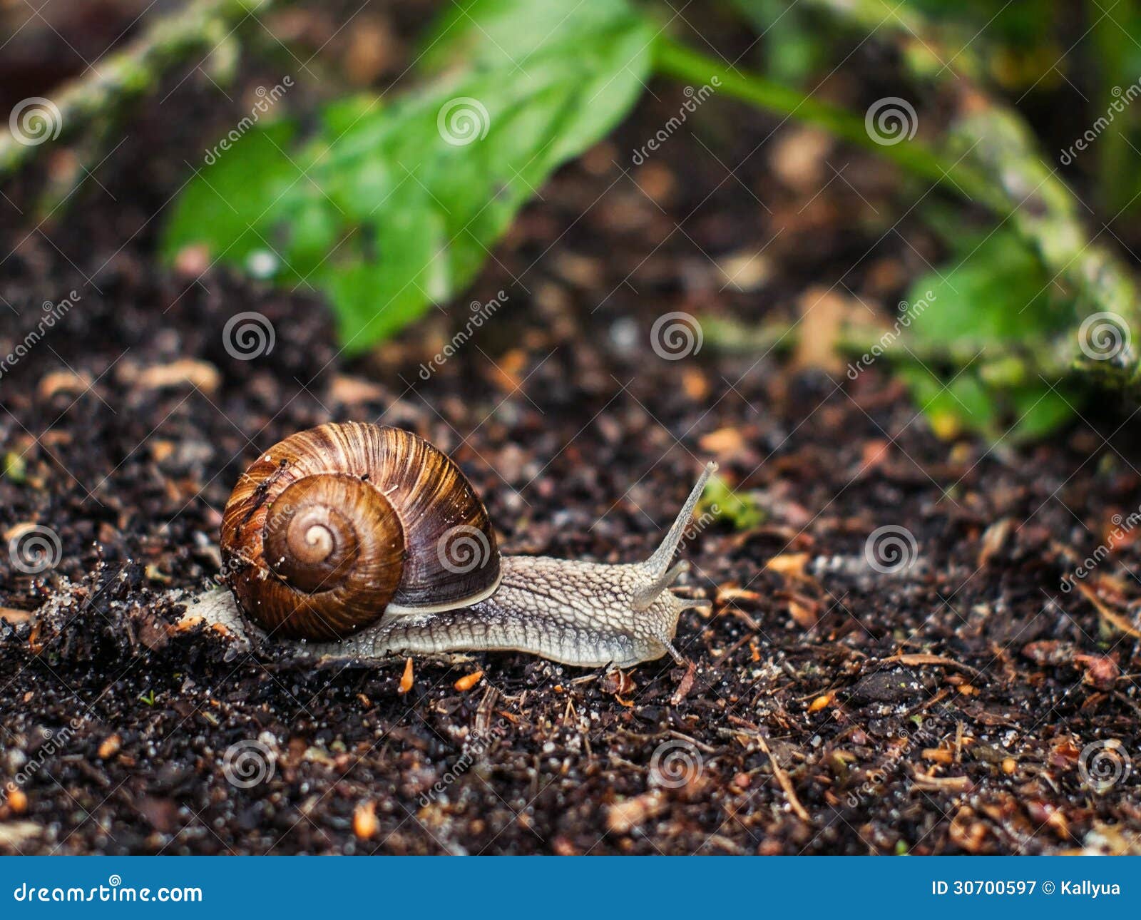 Snail crawling stock image. Image of speed, slime, green - 30700597