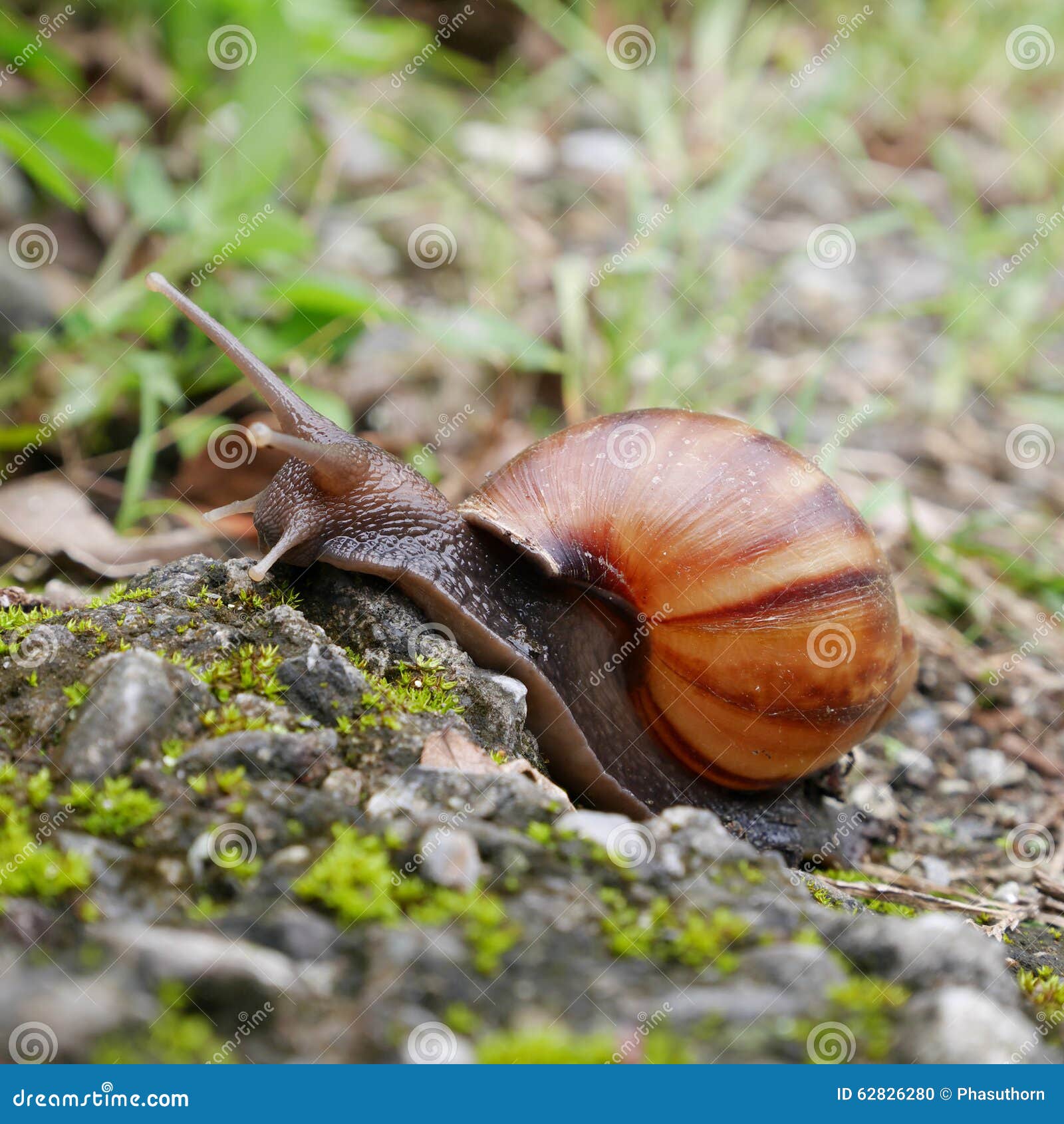 Snail crawling on ground stock photo. Image of invertebrate - 62826280