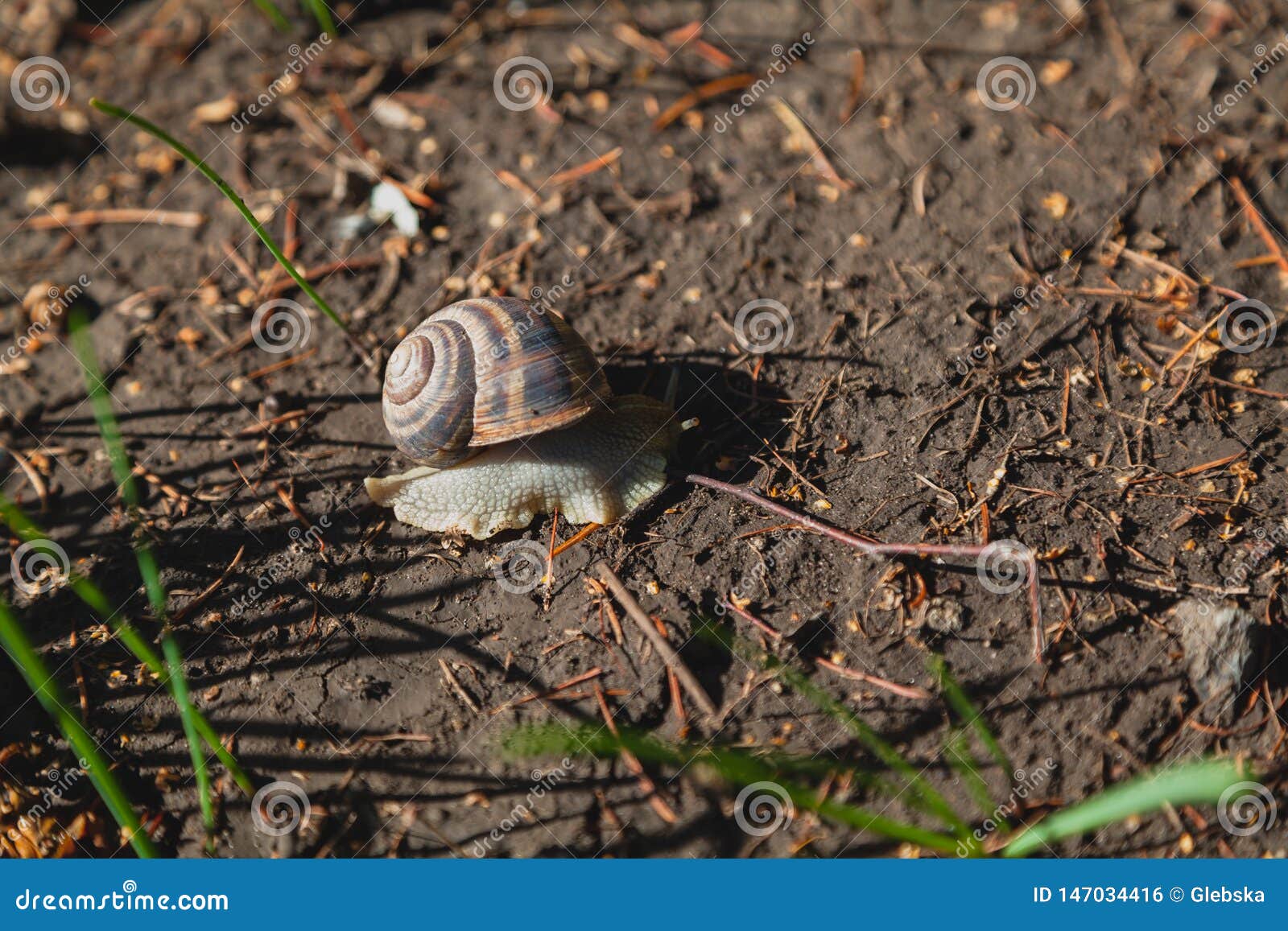 Snail crawling on ground stock photo. Image of plot - 147034416