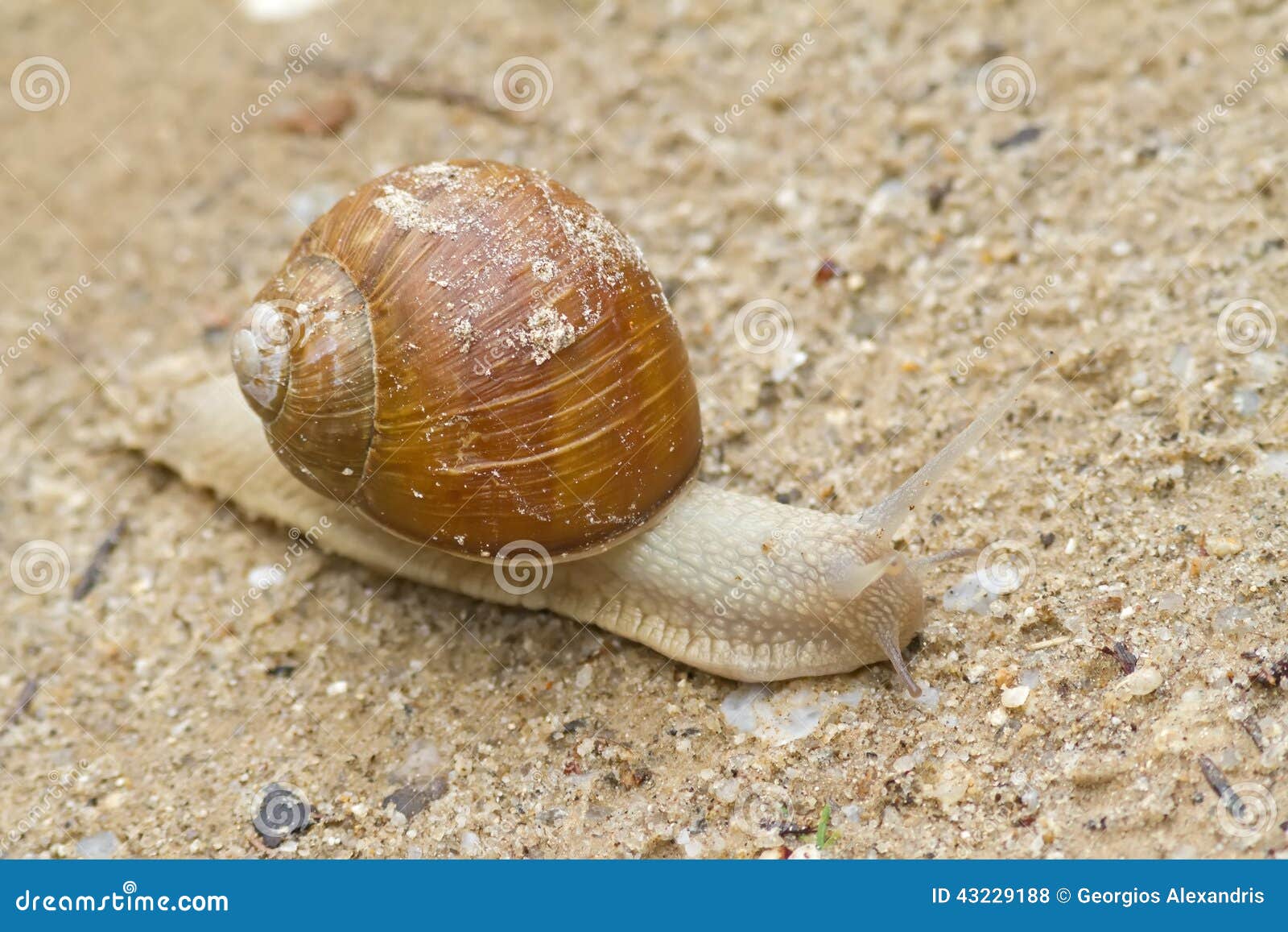 Snail stock photo. Image of snail, ground, crawling, snails - 43229188