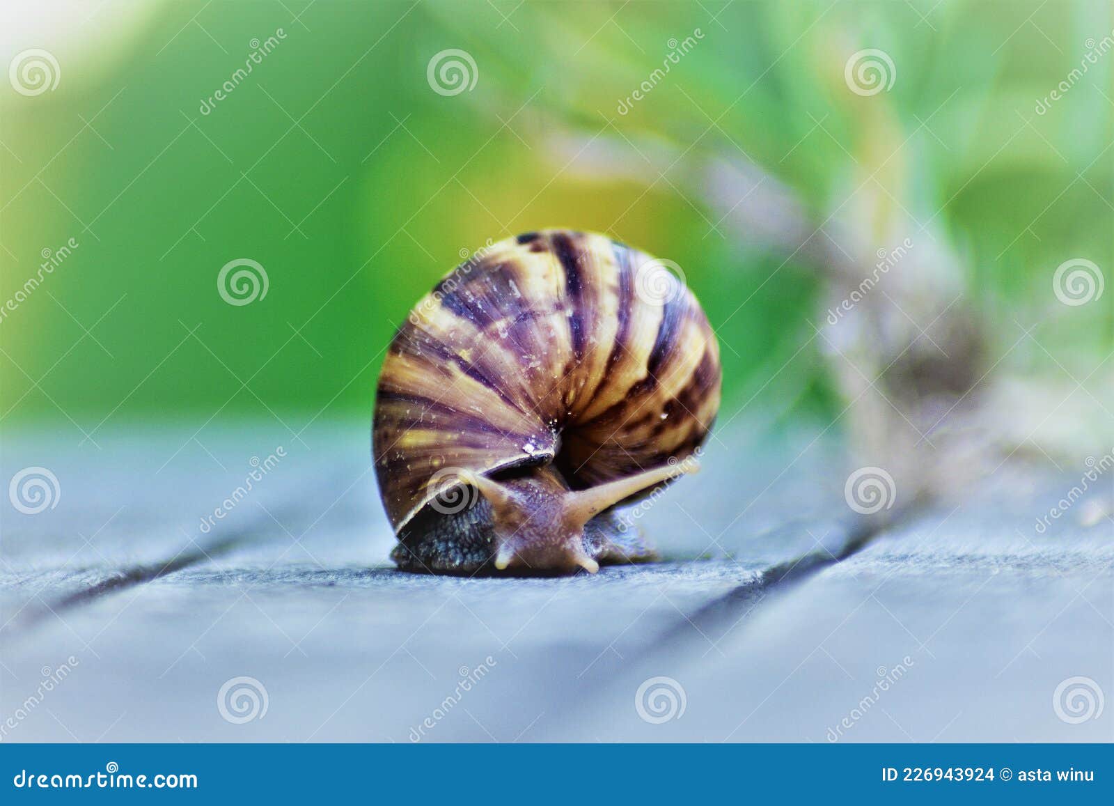 The Snail is Crawling with the House on Its Back Stock Photo - Image of ...