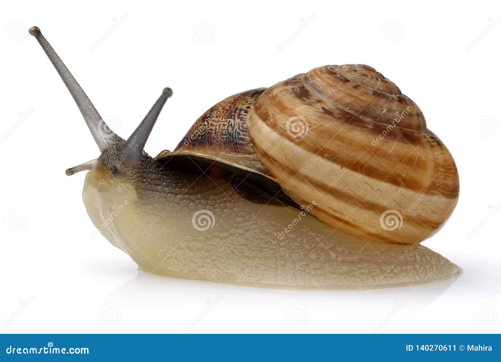 Snail Isolated Snail Shell On White Background Close Up Of Snail Shell ...