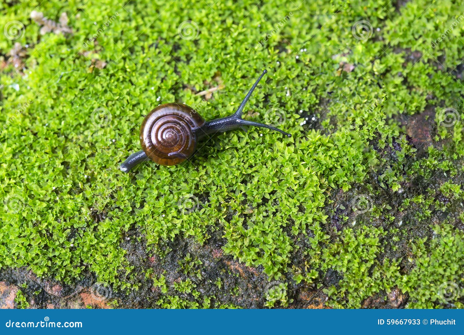 Snail Crawling on the Lichen Stock Image - Image of nature, brown: 59667933