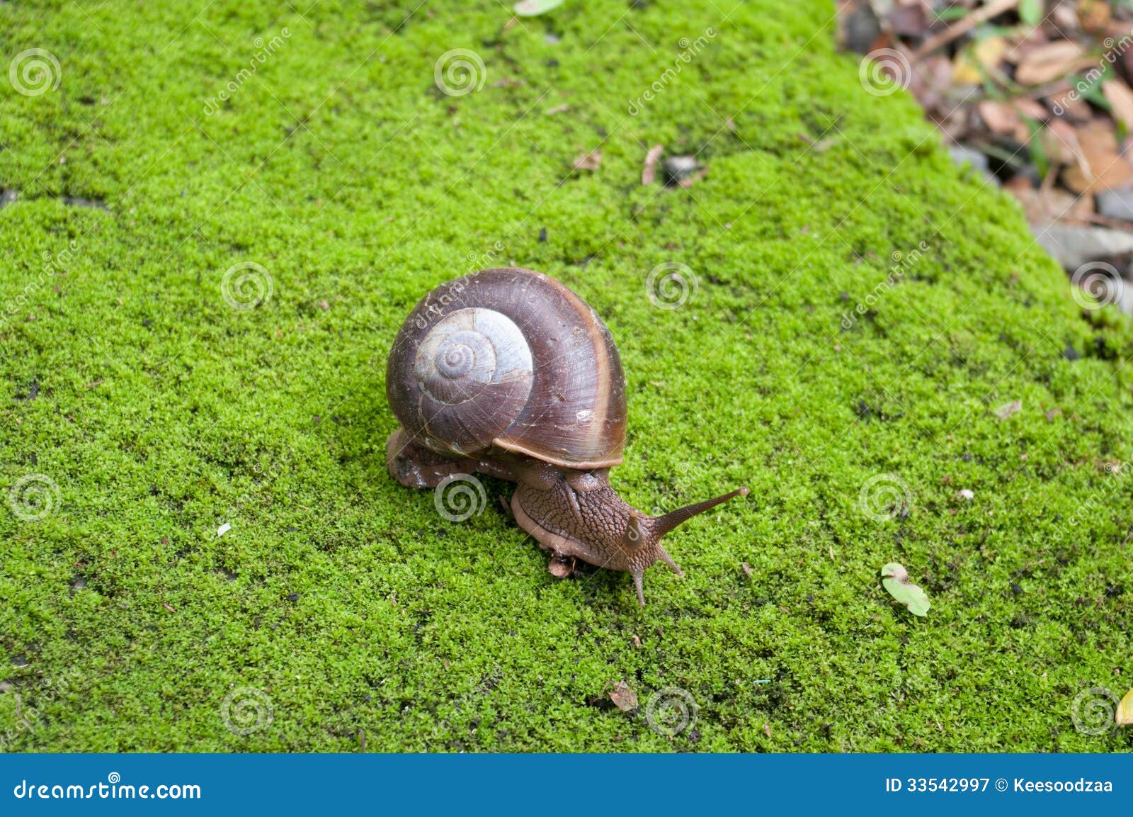 Snail crawling on Moss stock image. Image of animal, helix - 33542997