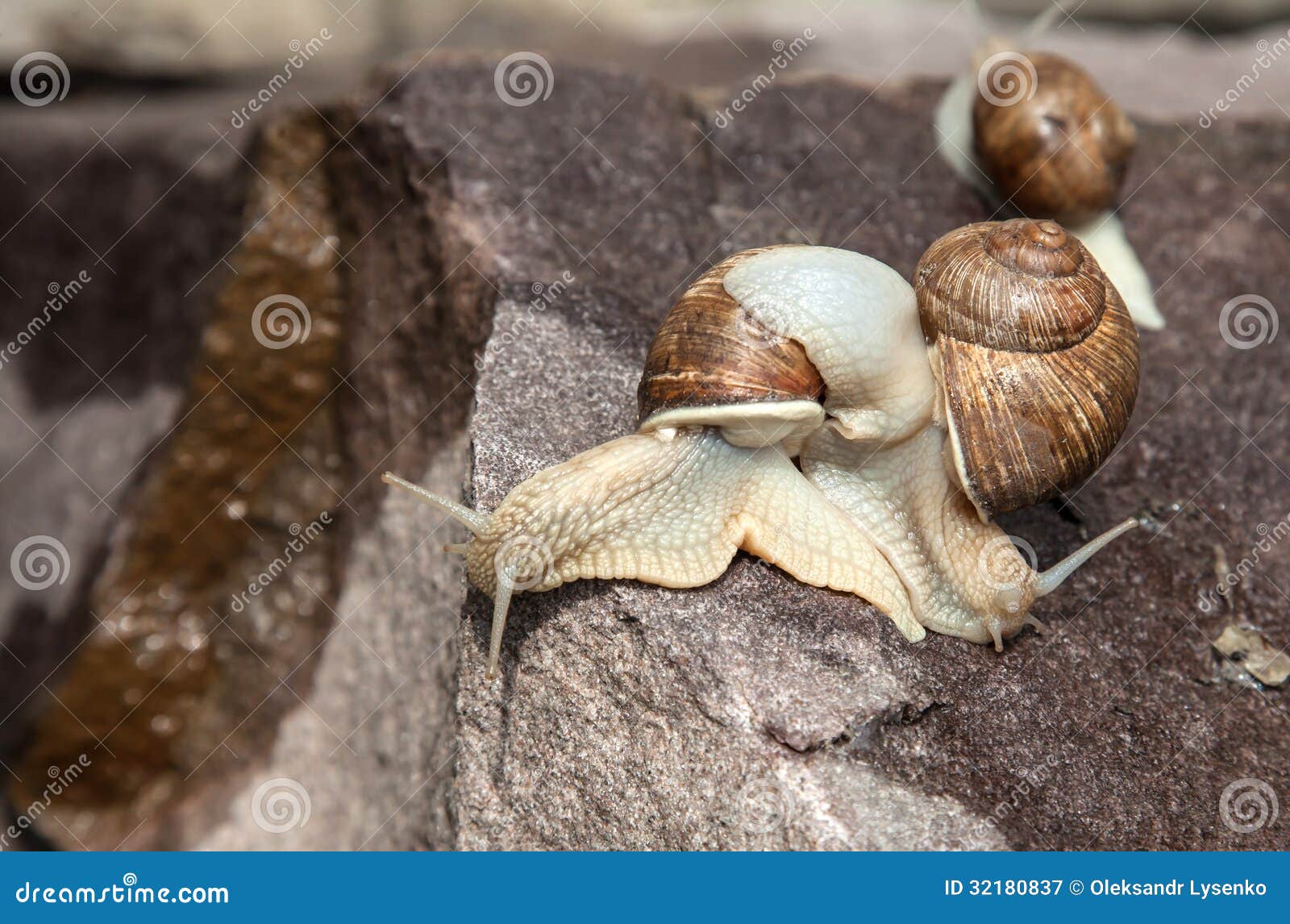 Snail Crawling Over Each Other Stock Image - Image of little, outdoor ...