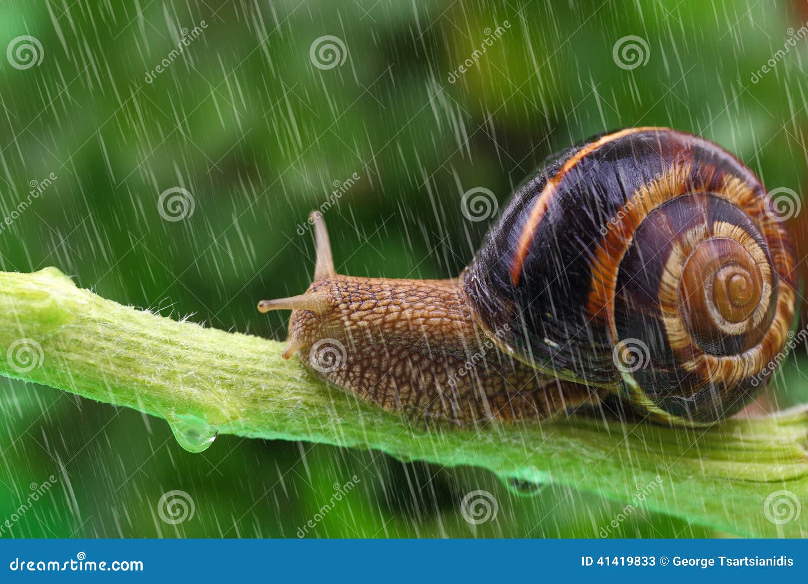 Snail Crawling on Plant with Rain Stock Image - Image of brown, grass ...