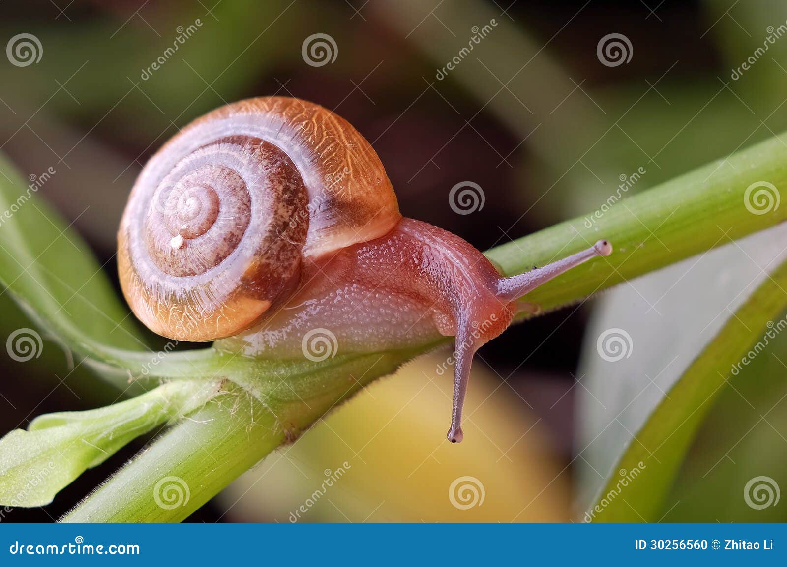 A snail stock photo. Image of crawling, closeup, natural - 30256560