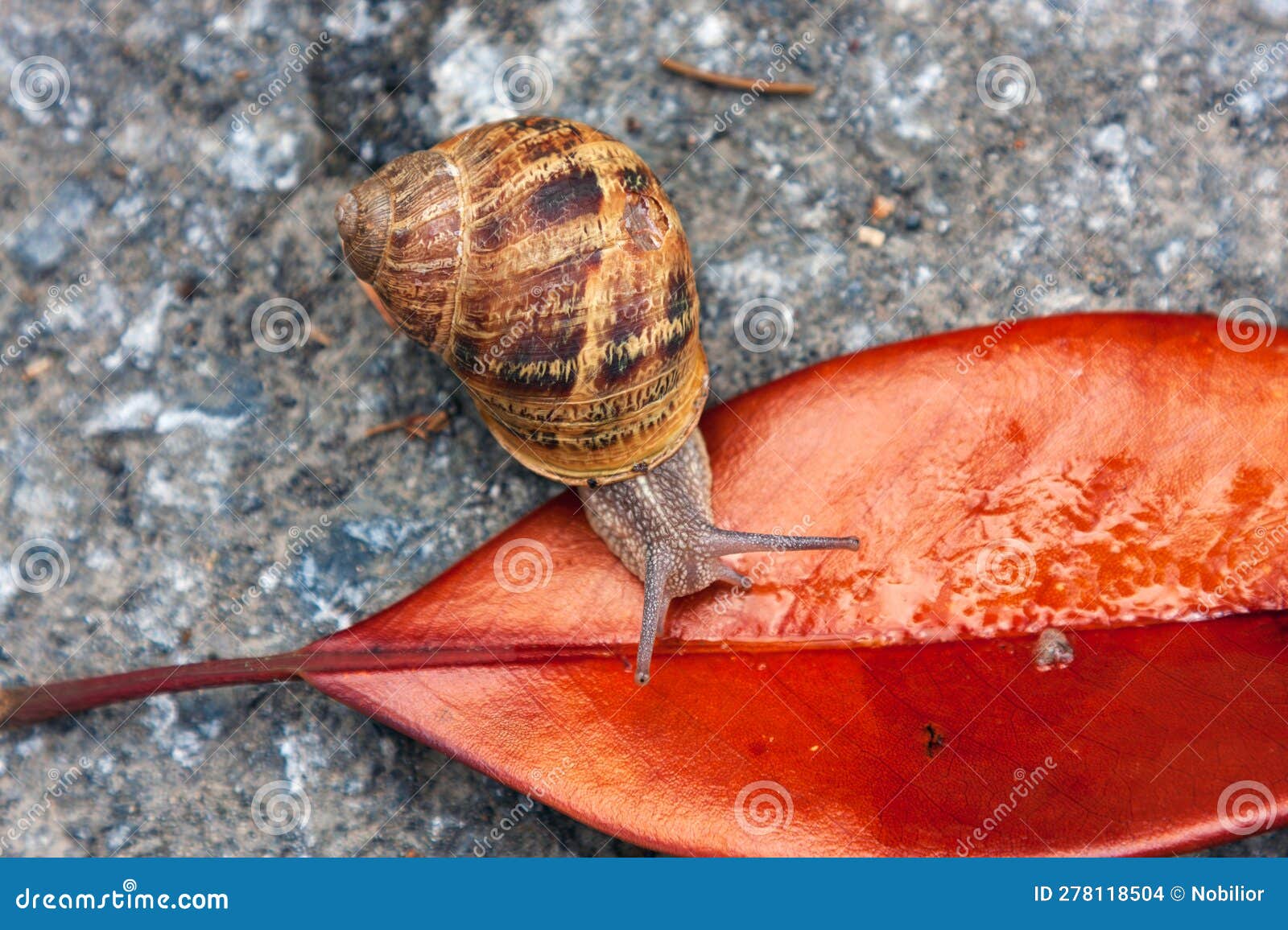Snail Crawling on a Red Leaf Stock Photo - Image of helix, slow: 278118504