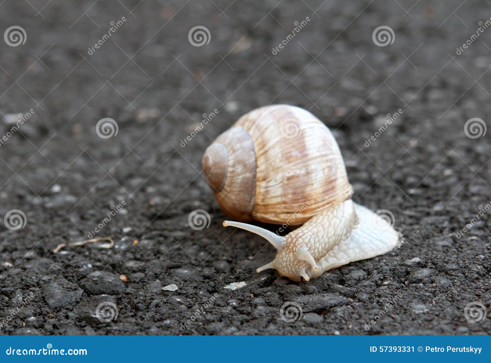 Snail crawling stock image. Image of plant, slippery - 57393331