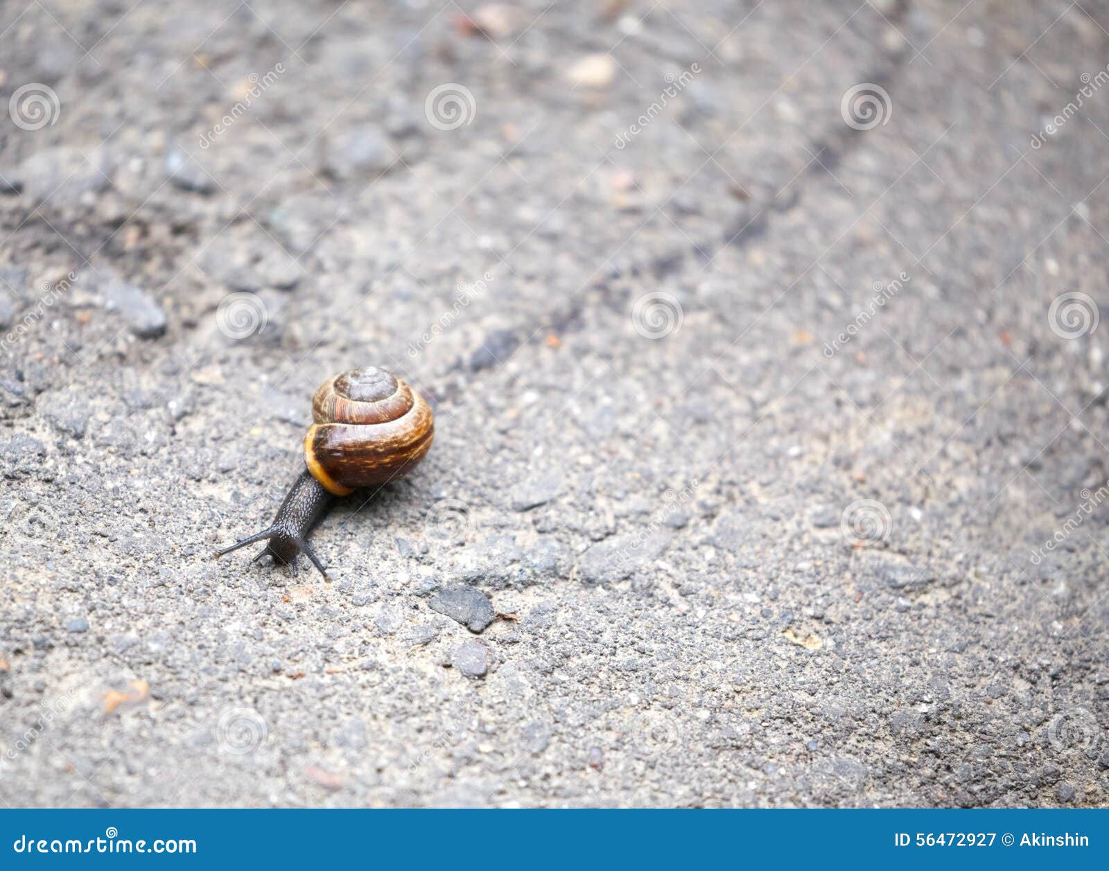Snail crawling on the road stock image. Image of closeup - 56472927