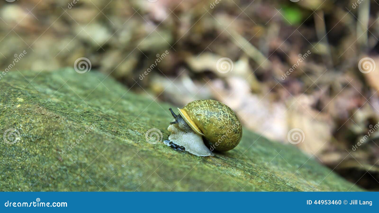 Snail stock photo. Image of rocks, rock, nature, snail - 44953460