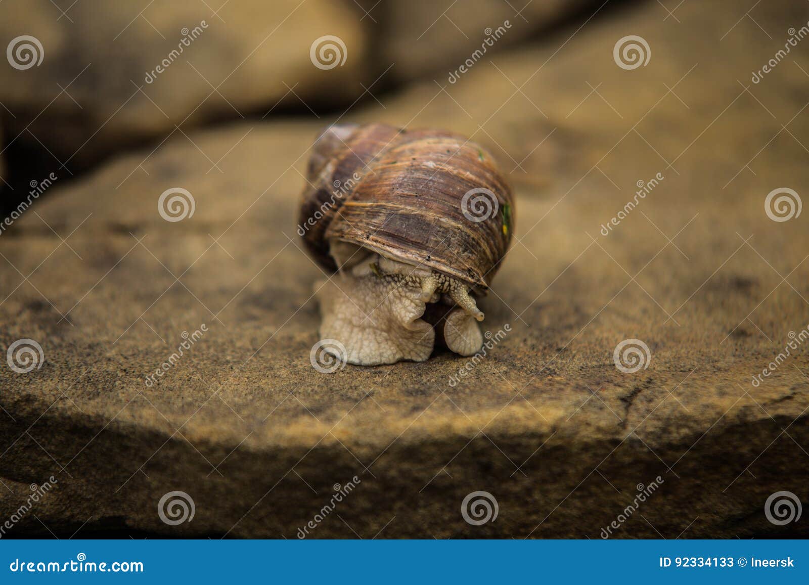 Snail Crawling Slow on Rock Stock Image - Image of environment ...