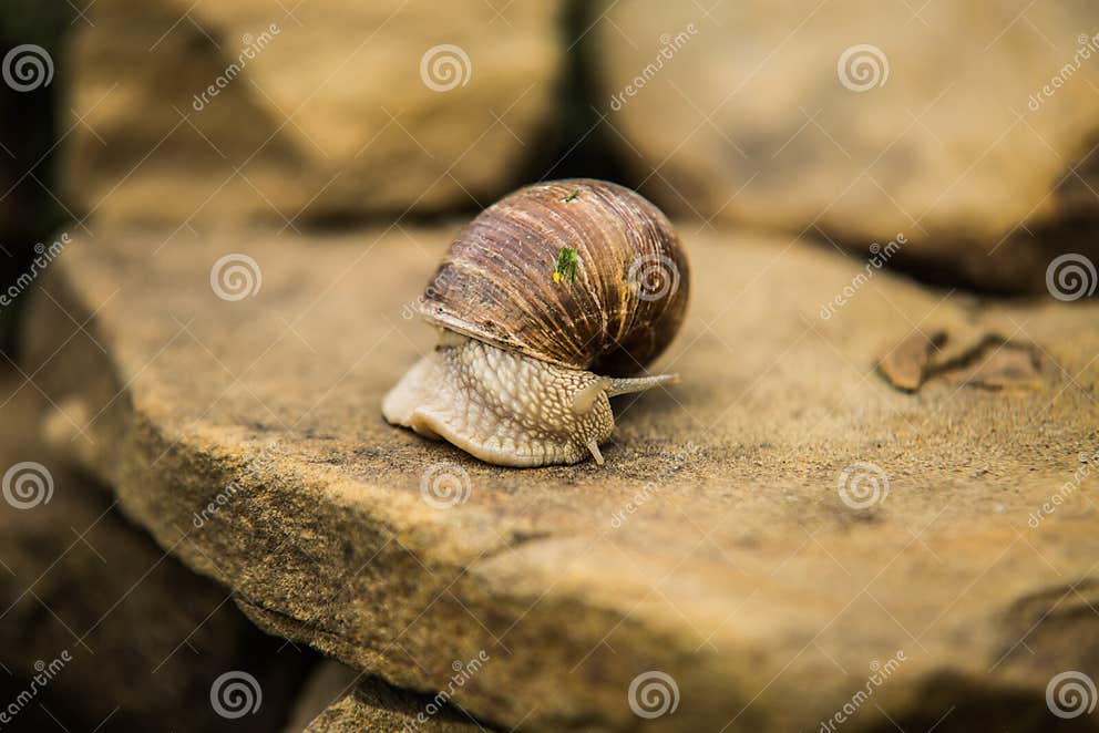 Snail Crawling Slow on Rock Stock Image - Image of abstract, garden ...