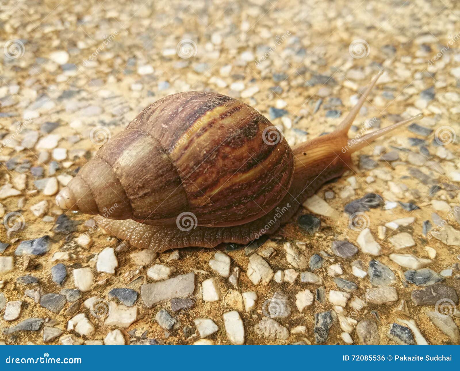 Snail Crawling Slowly on the Rocky Floor Stock Photo - Image of edible ...