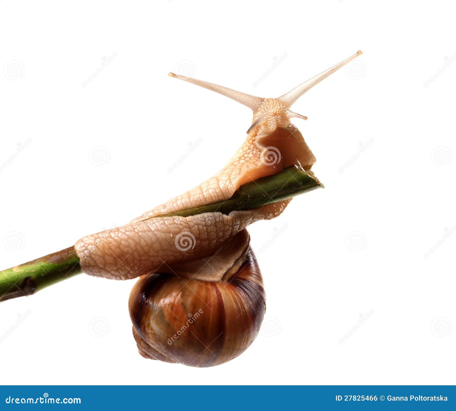 Snail crawling on the stem stock photo. Image of moving - 27825466