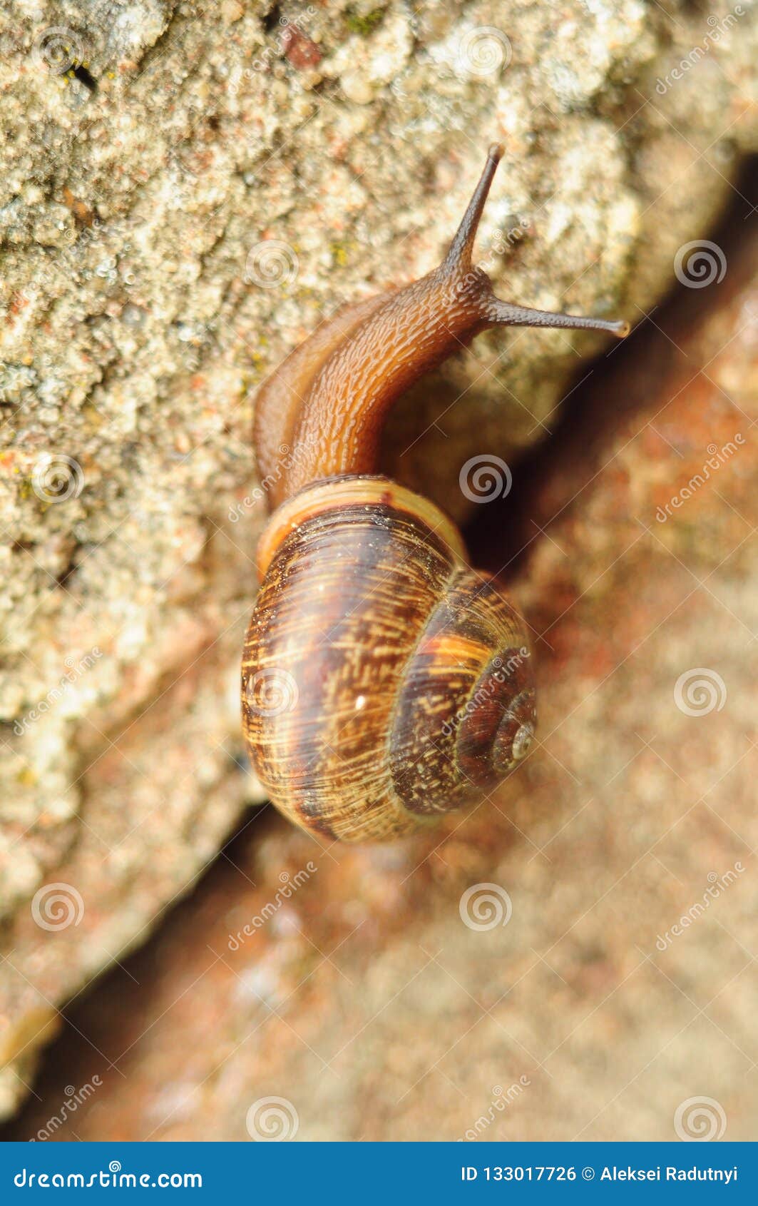 Snail Crawling on the Stone Stock Photo - Image of light, field: 133017726